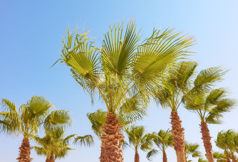 Palm Trees on a Sunny Day, Tropical Holiday Concept Stock Image - Image ...