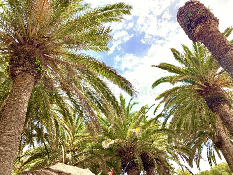 Palm Trees stock photo. Image of tropical, leaf, leaves - 194504146