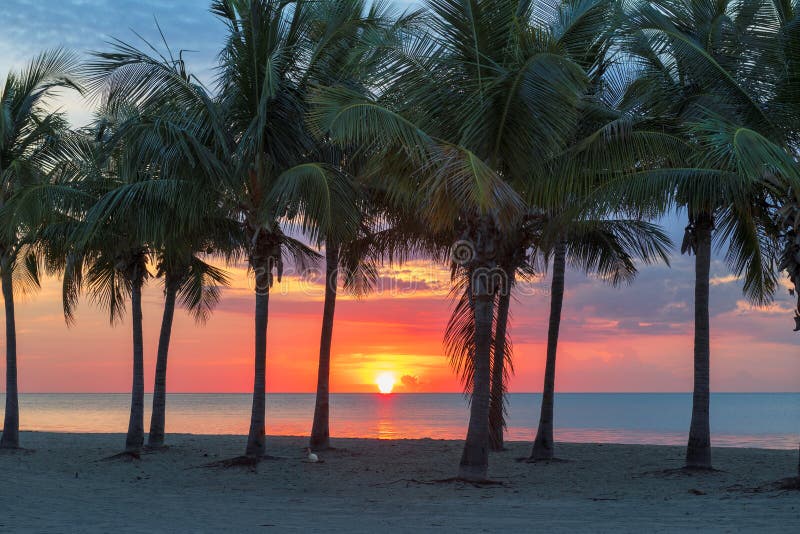 Palm Trees at Sunrise in Miami Beach Stock Image - Image of barbados ...