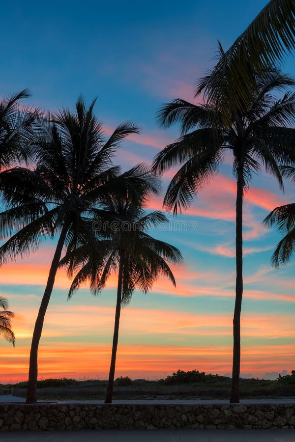 Palm Trees at Sunrise in Miami Beach Stock Image - Image of nature ...