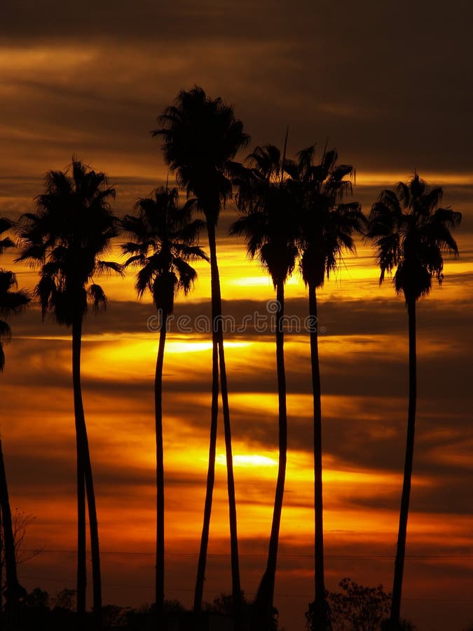Sunset Palm Springs stock image. Image of outdoors, palm - 16940497