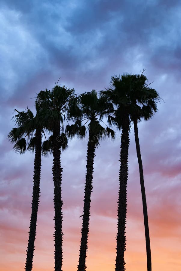 Palm trees at sunset stock image. Image of paradise - 221012789