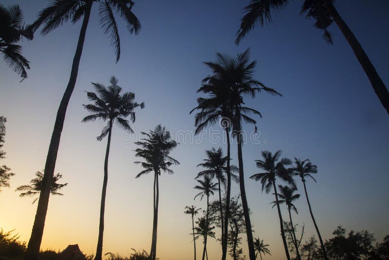 Palm Trees on Sunset Beach in Goa Stock Photo - Image of trees ...