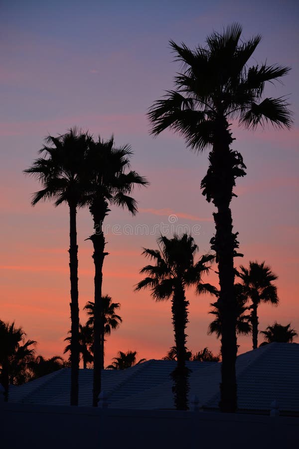 5,575 Florida Sunset Palm Trees Stock Photos - Free & Royalty-Free ...
