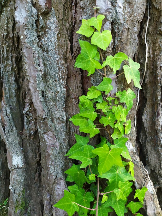 Ivy and a tree stock image. Image of shrub, leaf, geology - 225763795
