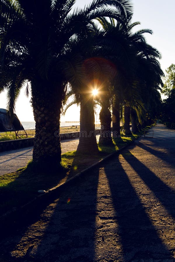 Palm Trees at Sunset in a Park Stock Image - Image of shade, horizon ...
