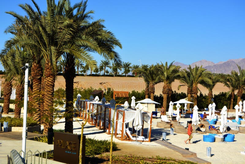 Palm trees at sunset stock photo. Image of beautiful - 256316532