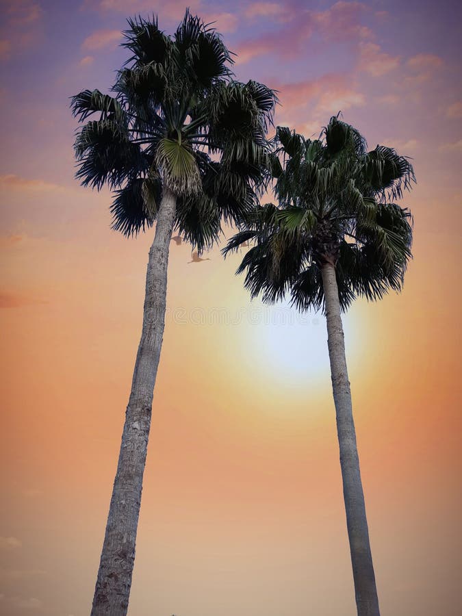 Palm Trees Sunset Walk Flowers Orange Evening Stock Image - Image of ...