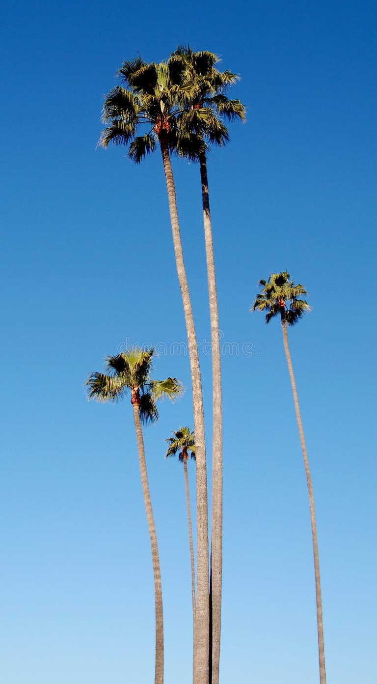 1,711 Tall Palm Trees Silhouette Stock Photos - Free & Royalty-Free ...