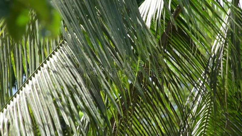 Palm Trees Sway in the Wind. a Tropical Forest Stock Video - Video of ...
