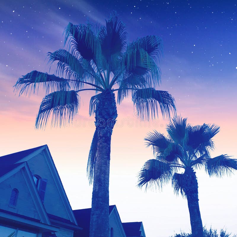 Palm Trees Texas Morning Sky Stars Stock Photo - Image of texas ...