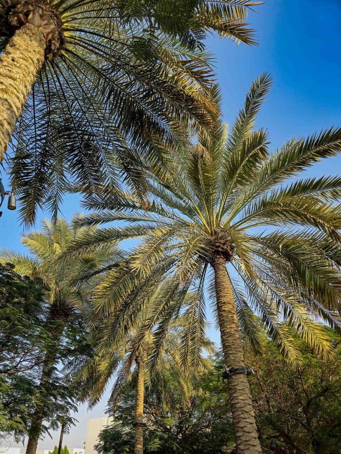 Large Mature Palm Trees with a Blue Sky Background in the Town Square ...