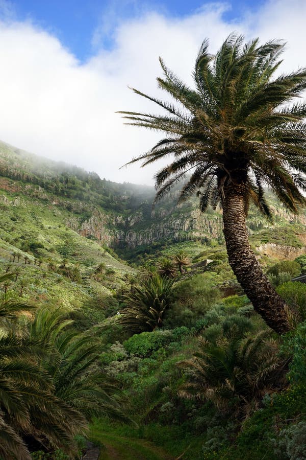 Palm trees stock image. Image of footpath, trail, park - 140178859
