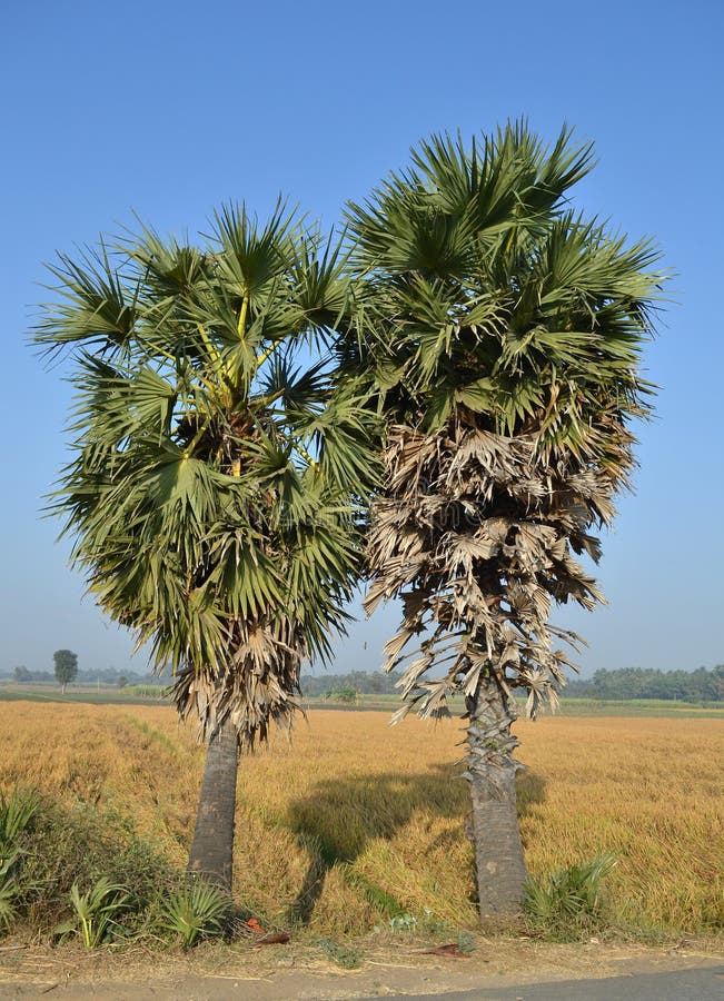 Palm trees stock image. Image of line, centre, paddy - 40321447