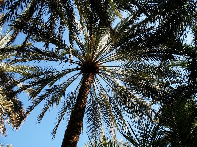 Palm trees stock image. Image of tops, summer, indonesia - 68567585