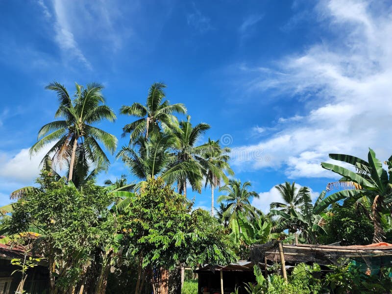 Palm Trees in a Tropical Area Stock Photo - Image of color ...