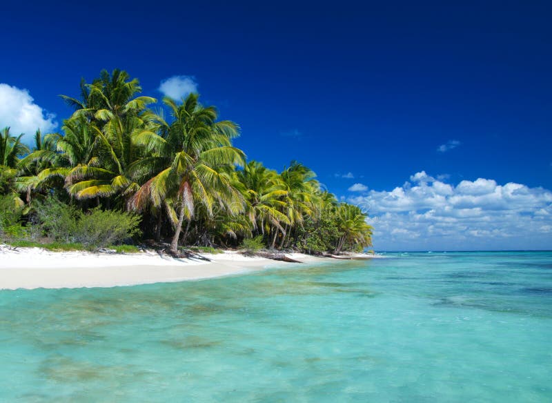 Palm trees on beach stock photo. Image of coastline - 260763158