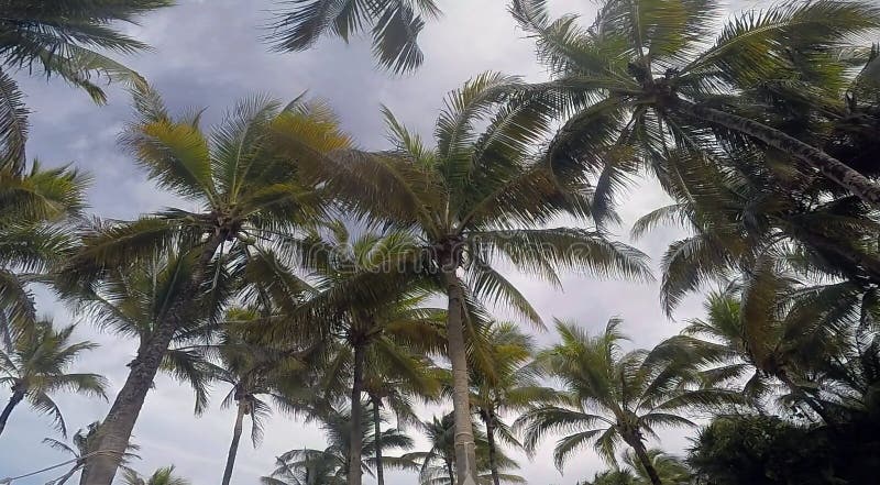 Palm Trees in the Tropical Sunshine Stock Photo - Image of abstract ...