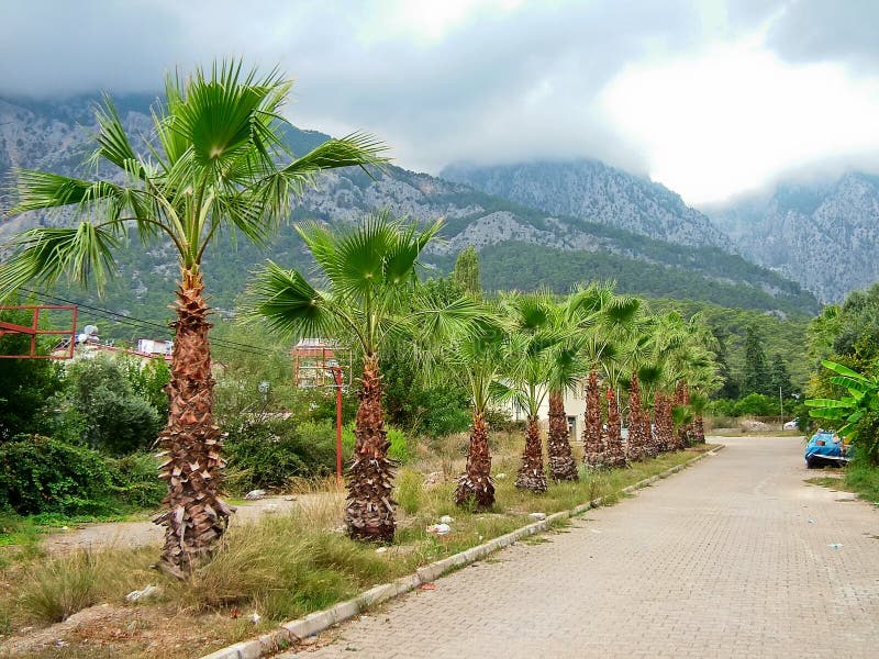 Beauty Palm-trees In Antalya Stock Photo - Image of beauty, green: 27568634