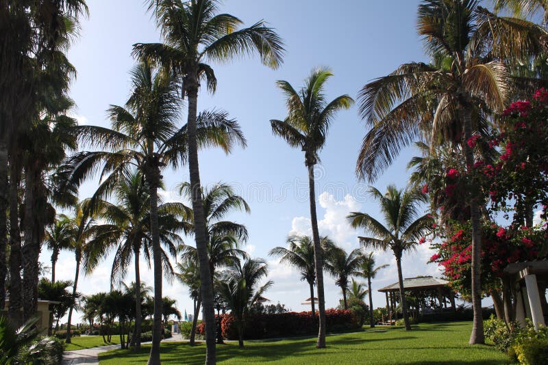 Palm Trees Turks and Caicos Stock Image - Image of island, tropical ...