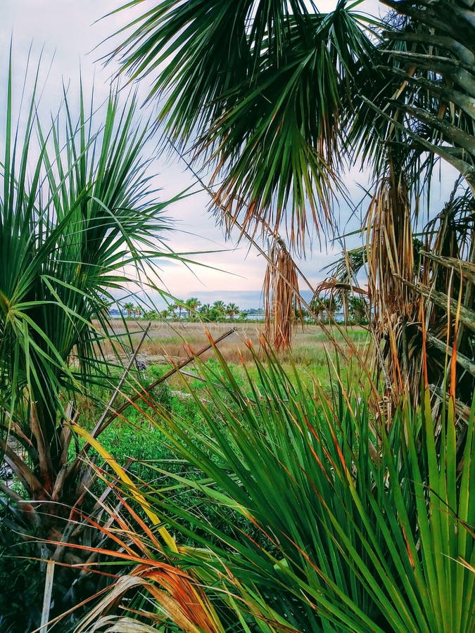 Palm trees stock image. Image of ocean, troplical, beach - 112158215