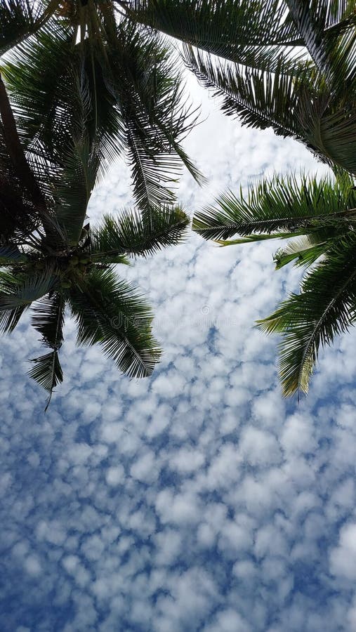 Palm Trees Under the Cotton Candies Clouds Stock Image - Image of palm ...
