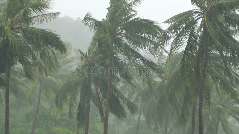 Palm Trees Under Heavy Tropical Rain Stock Video - Video of dangerous ...