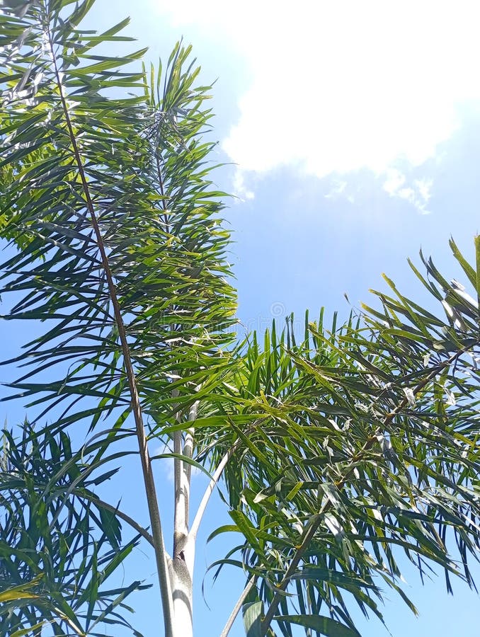 Palm Trees Under the Hot Sun Stock Image - Image of plant, tropics ...