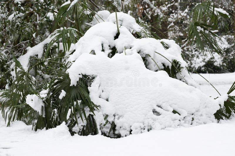 Palm Trees Under Snow in Unusually Cold Weather Stock Photo - Image of ...