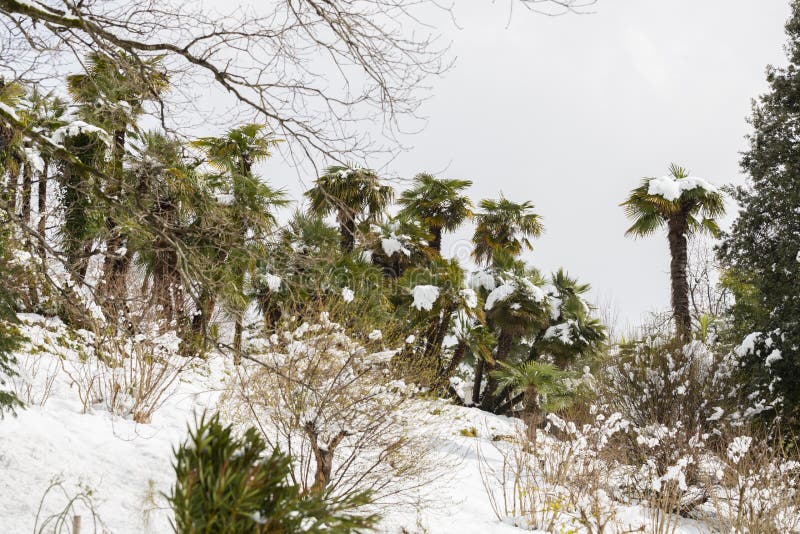 Palm Trees Under Snow in Unusually Cold Weather Stock Image - Image of ...