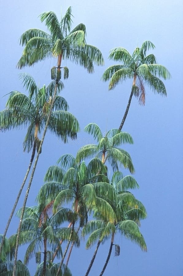 Palm Trees Under a Tropical Rain, Singapore Stock Photo - Image of palm ...