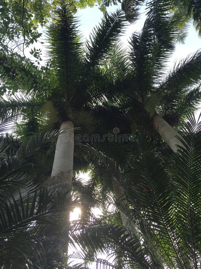 Palm Trees from Under stock image. Image of tree, underneath - 152470761