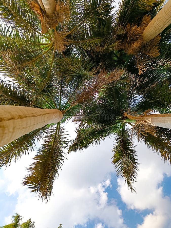 Palm Trees Under View Isolated - with Blue Sky Stock Image - Image of ...