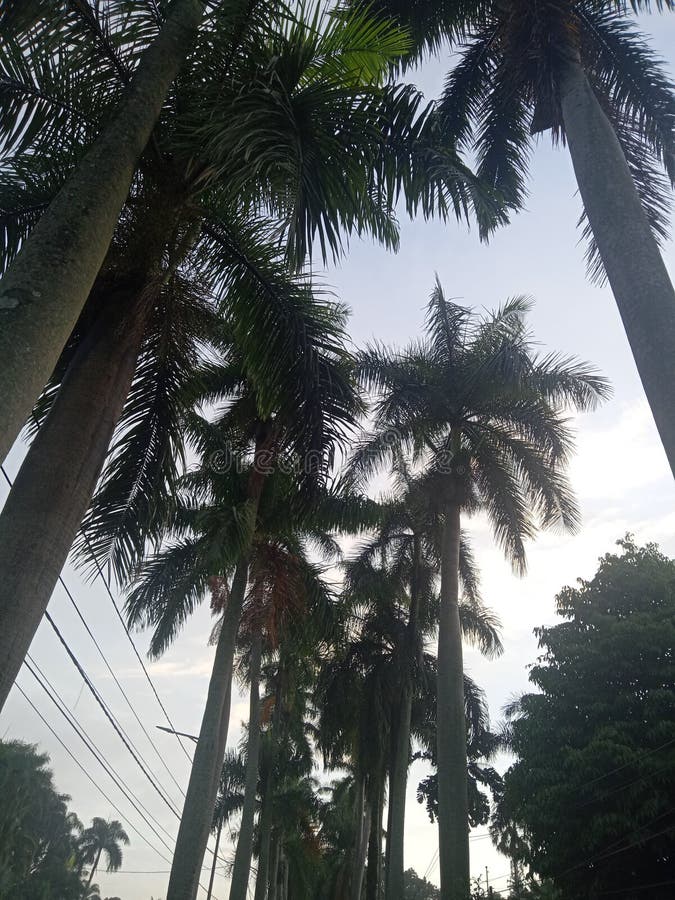 Palm Trees Up into the Sky in the Morning Stock Image - Image of beach ...
