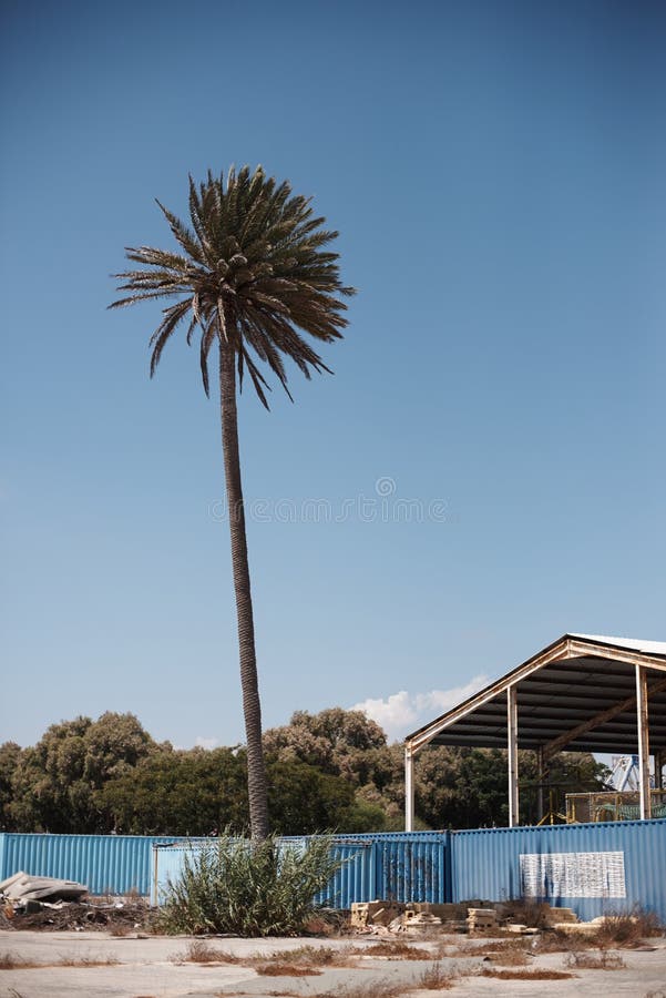 Palm Trees in an Urban Setting Stock Photo - Image of interesting, tree ...