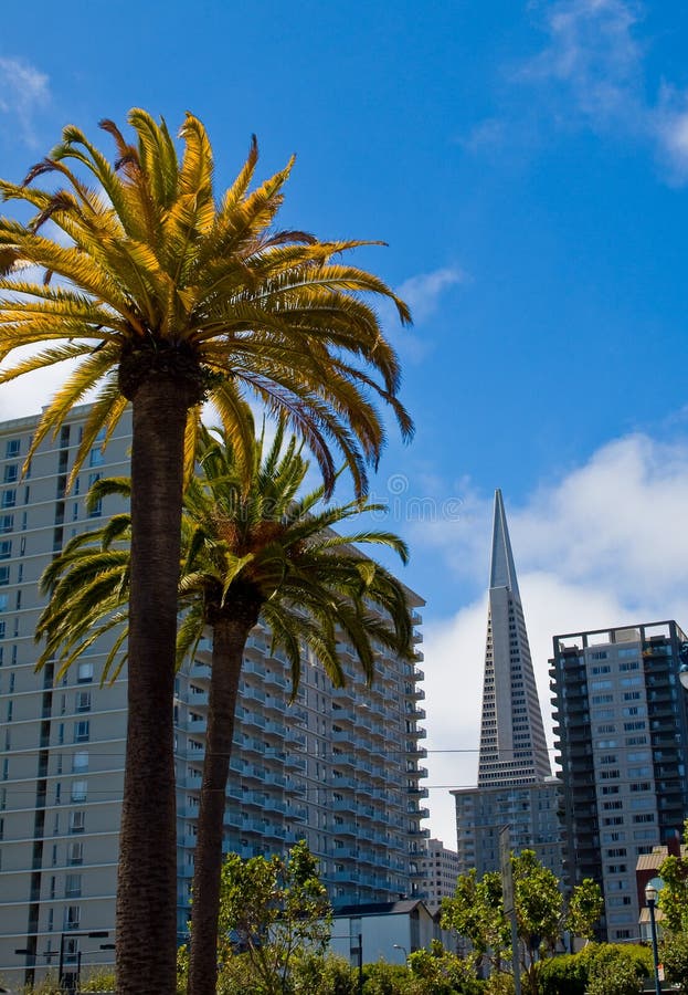 Palm Trees in an Urban Setting Stock Image - Image of financial ...