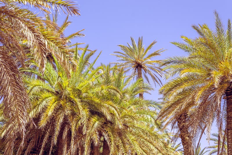 Palm Trees at Vai Beach on the Crete Island. Greece Stock Image - Image ...