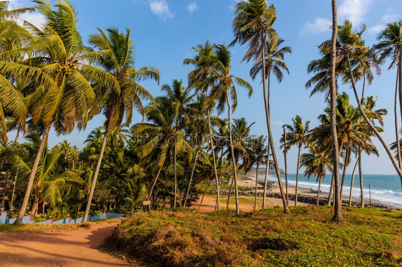Palm Trees in Varkala, Kerala, India Stock Image - Image of asia, leaf ...