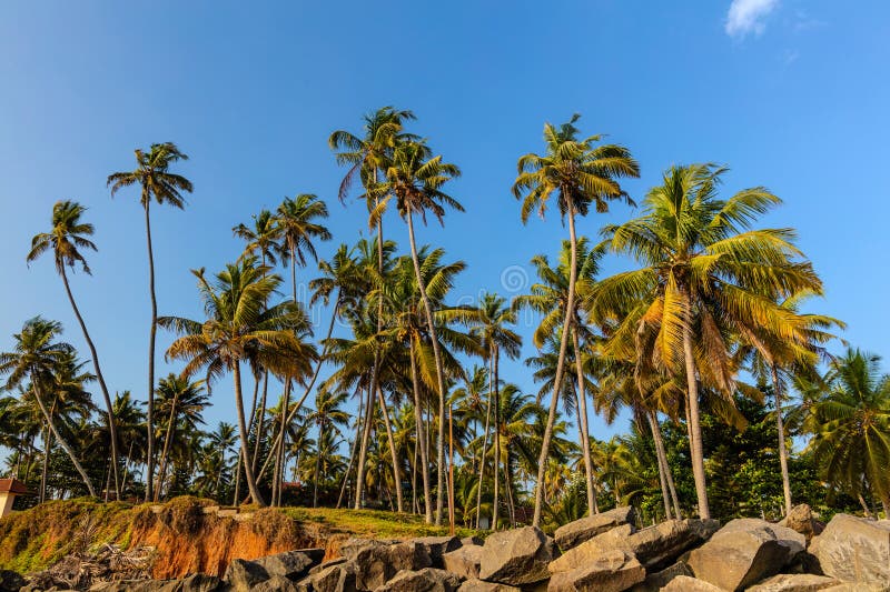 Palm Trees in Varkala, Kerala, India Stock Image - Image of varkala ...