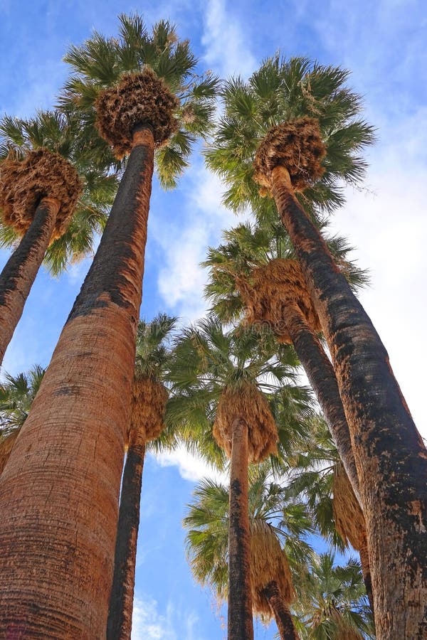 Palm Tree Dead Fronds stock image. Image of natural, tree - 76304663