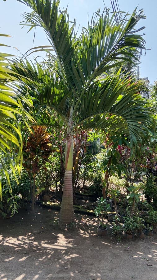 Palm Trees and Vibrant Green Gardens Stock Image - Image of trees ...
