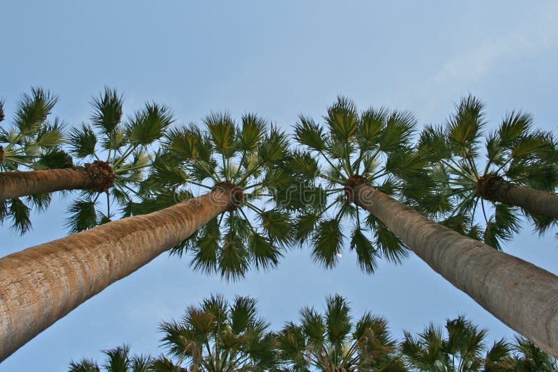 Palm Trees View from Bellow Stock Photo - Image of summer, holiday ...