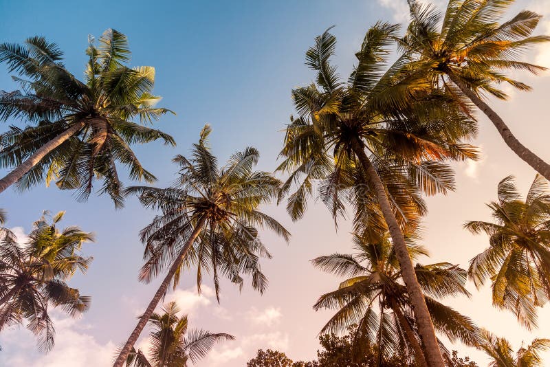 Palm Trees stock image. Image of island, leaves, paradise - 59530039