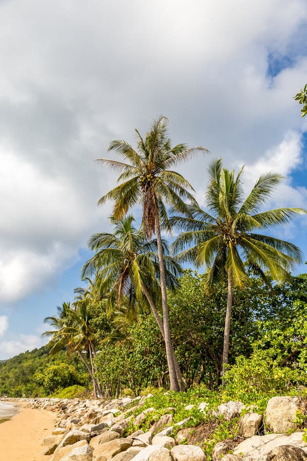 Palm Trees on White Beach of Mission Beach, Queensland, Australia Stock ...