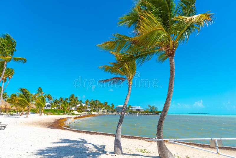 Palm Trees and White Sand in Florida Keys Stock Image - Image of blue ...