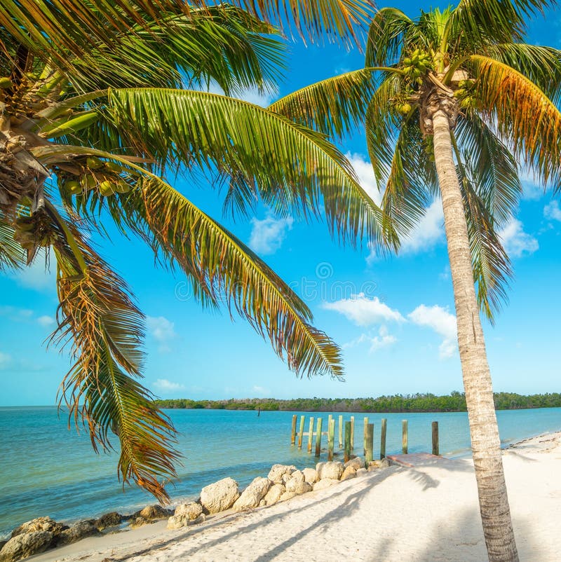 Palm Trees and White Sand in Florida Stock Image - Image of beautiful ...