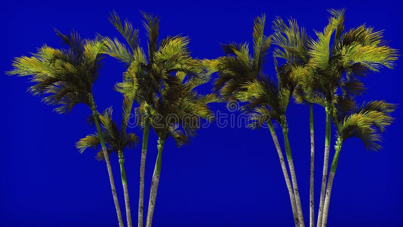 Palm Trees in the Wind on Blue Screen. Beautiful Summer Background. 3D ...