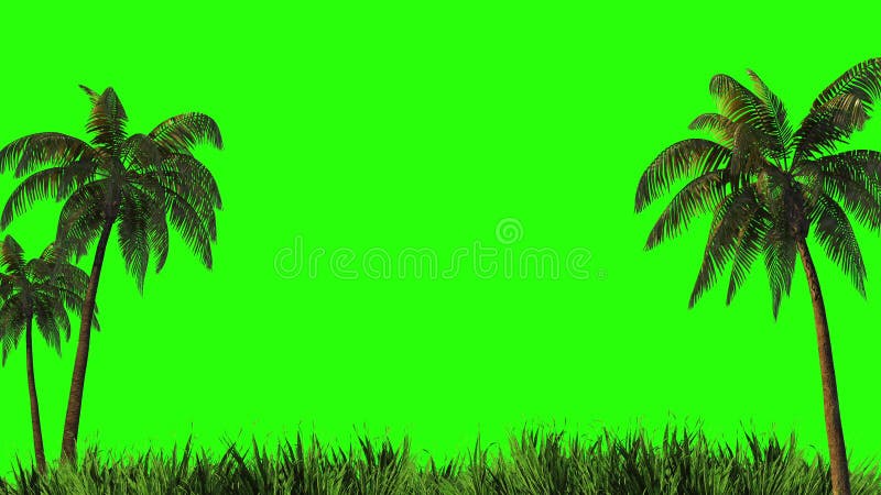 Palm Trees Green Screen Stock Footage & Videos - 248 Stock Videos