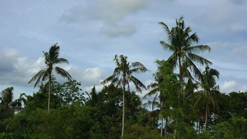 Palm Trees in Windy Weather Stock Video - Video of palm, forest: 324863713