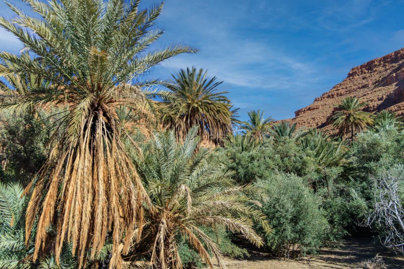 Palm Trees in Ziz Oasis, Er Rachidia, Morocco. Stock Image - Image of ...